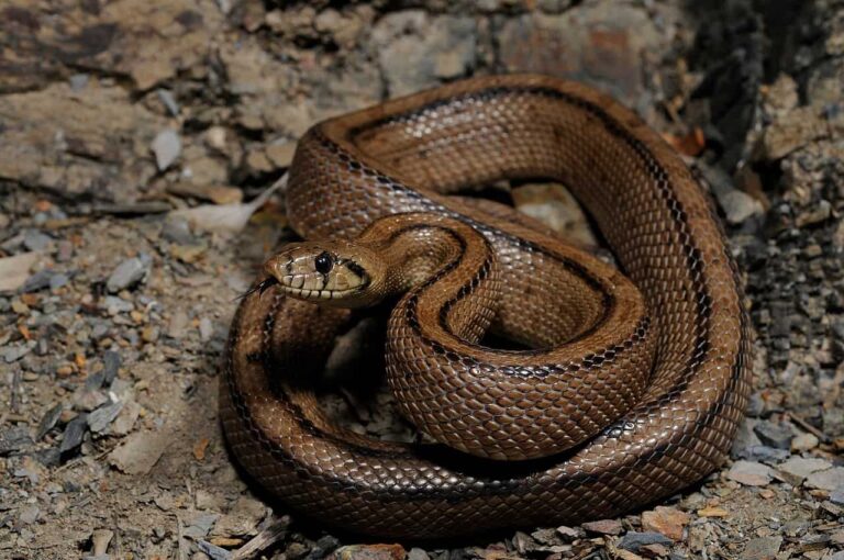 12 Snake Species Found In Spain - Snake Radar
