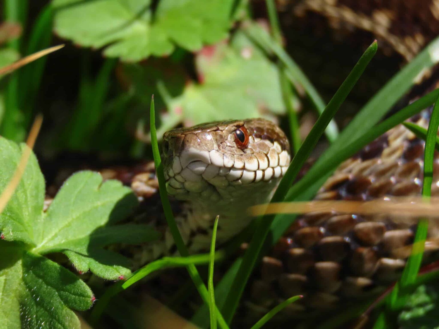 12 Snakes Which Prey On Spiders - Snake Radar