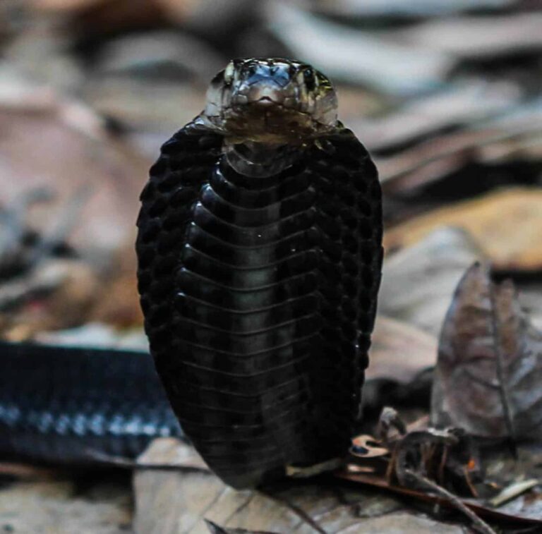 10 Snakes That Lurk In Farmers' Crop Fields - Snake Radar