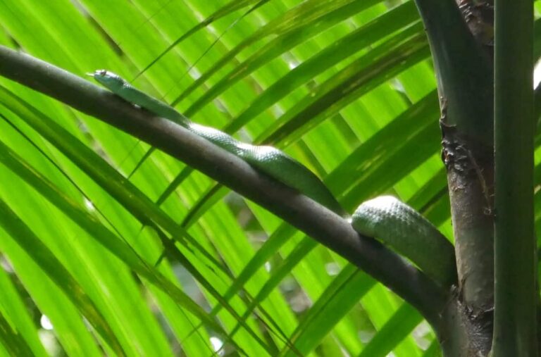 12 Extremely Green Snakes, From Peru To Tanzania - Snake Radar
