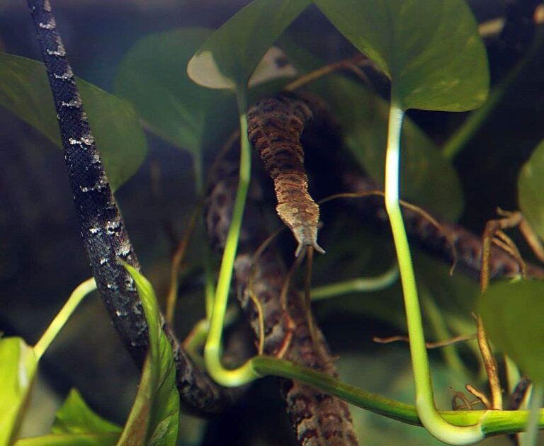 10 Weird Looking Snakes Across The Globe - Snake Radar