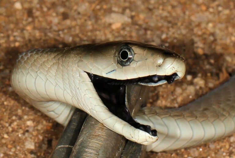 10 Facts About The Black Mamba - Snake Radar