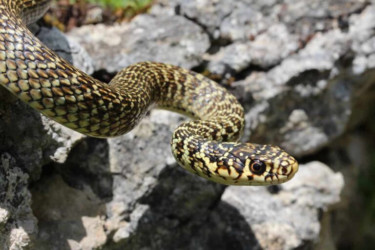 12 Snake Species Found In Spain - Snake Radar