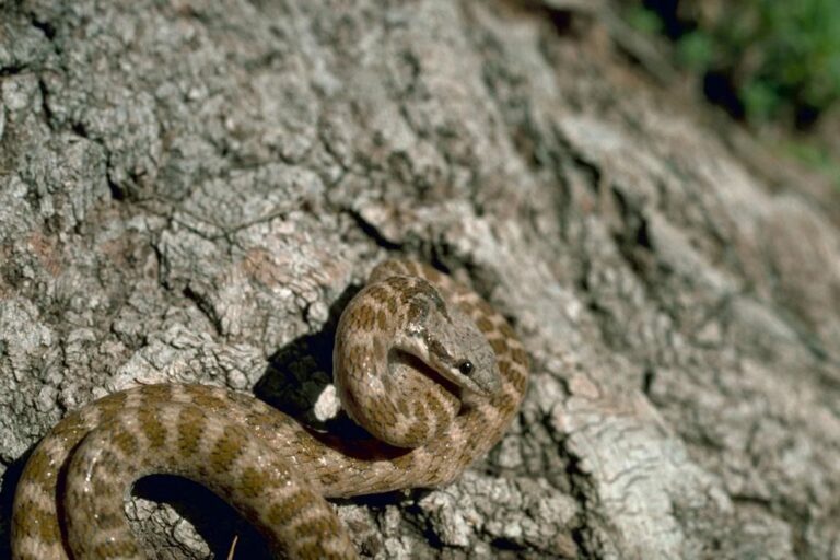 10 Facts About The Night Snake (USA) - Snake Radar