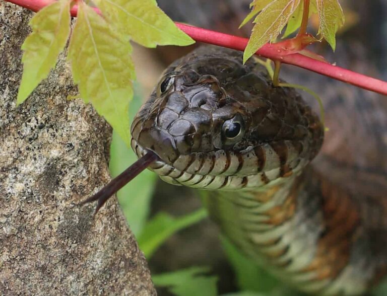 11 Facts About The Northern Watersnake (USA) - Snake Radar