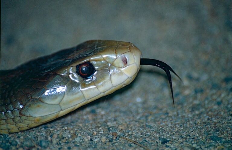 11 Facts About The Coastal Taipan (Aus) - Snake Radar