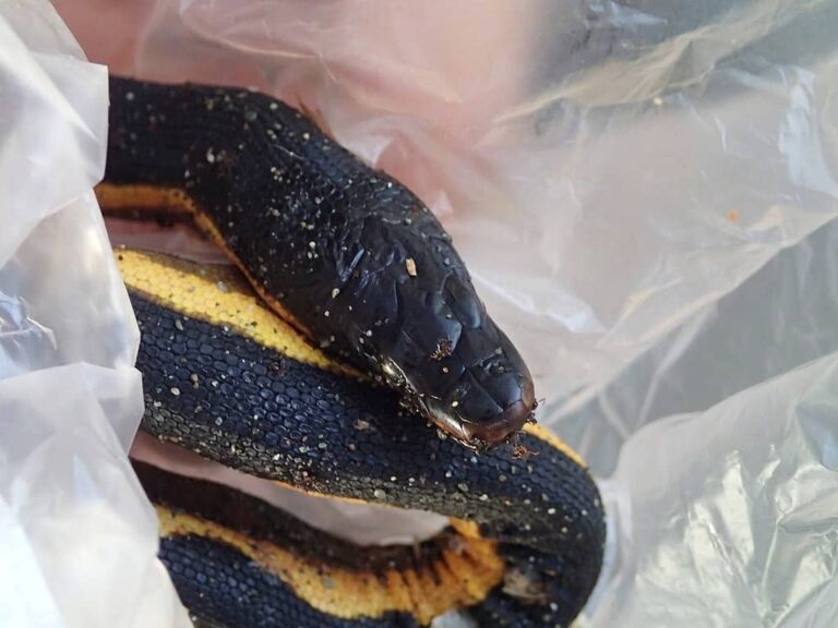 10 Facts About The Yellow-Bellied Sea Snake - Snake Radar