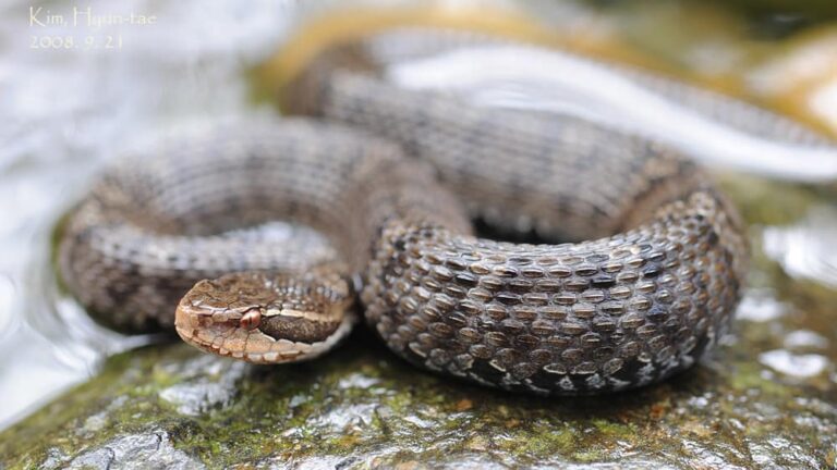 10 Facts About The Ussuri Pitviper - Snake Radar