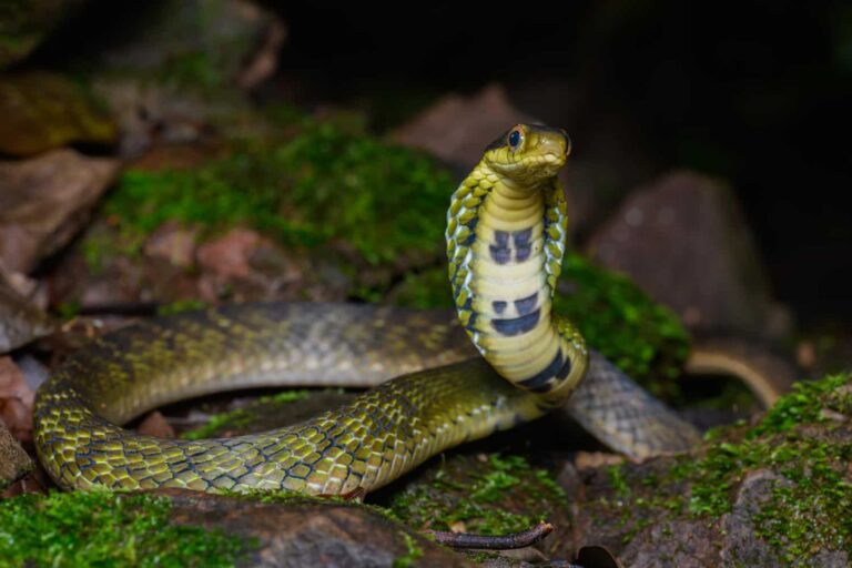 10 Non-Cobra Snakes That Flare A Neck Hood - Snake Radar