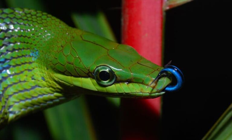 Snakes And Their Tongues: 10 Different Styles - Snake Radar