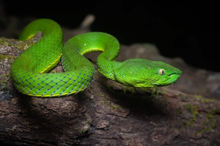 12 Snake Species Found In Vietnam - Snake Radar