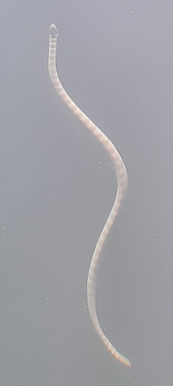 10 Sea Snakes Around The World - Snake Radar
