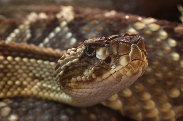 11 Dangerously Venomous Snakes Of Brazil - Snake Radar