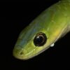 11 Facts About The Sharp-Tailed Snake (USA) - Snake Radar