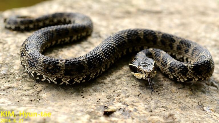 10 Asian Pitvipers Of The Gloydius Clan - Snake Radar